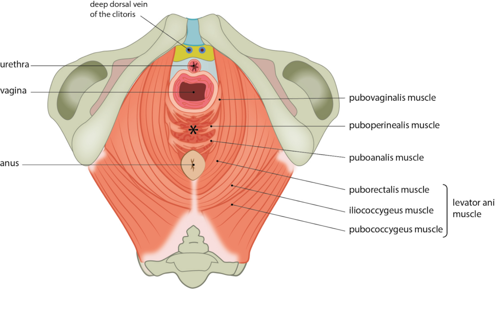 Know Your Pelvic Floor Up And Running Physical Therapy
